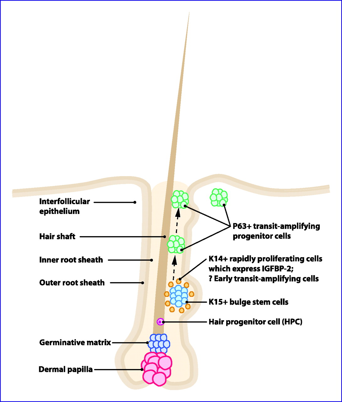 Stem Cell Hair Growth – Fountain of Youth
